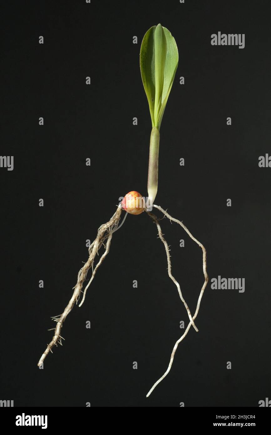 Corn seedling, germ; germ; sprouts, shoots Stock Photo - Alamy