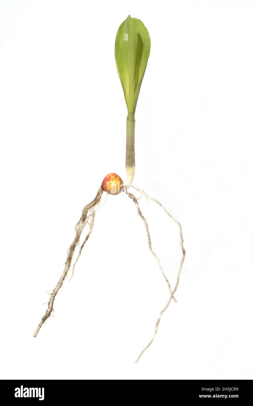 Corn seedling, germ; germ; sprouts, shoots Stock Photo - Alamy