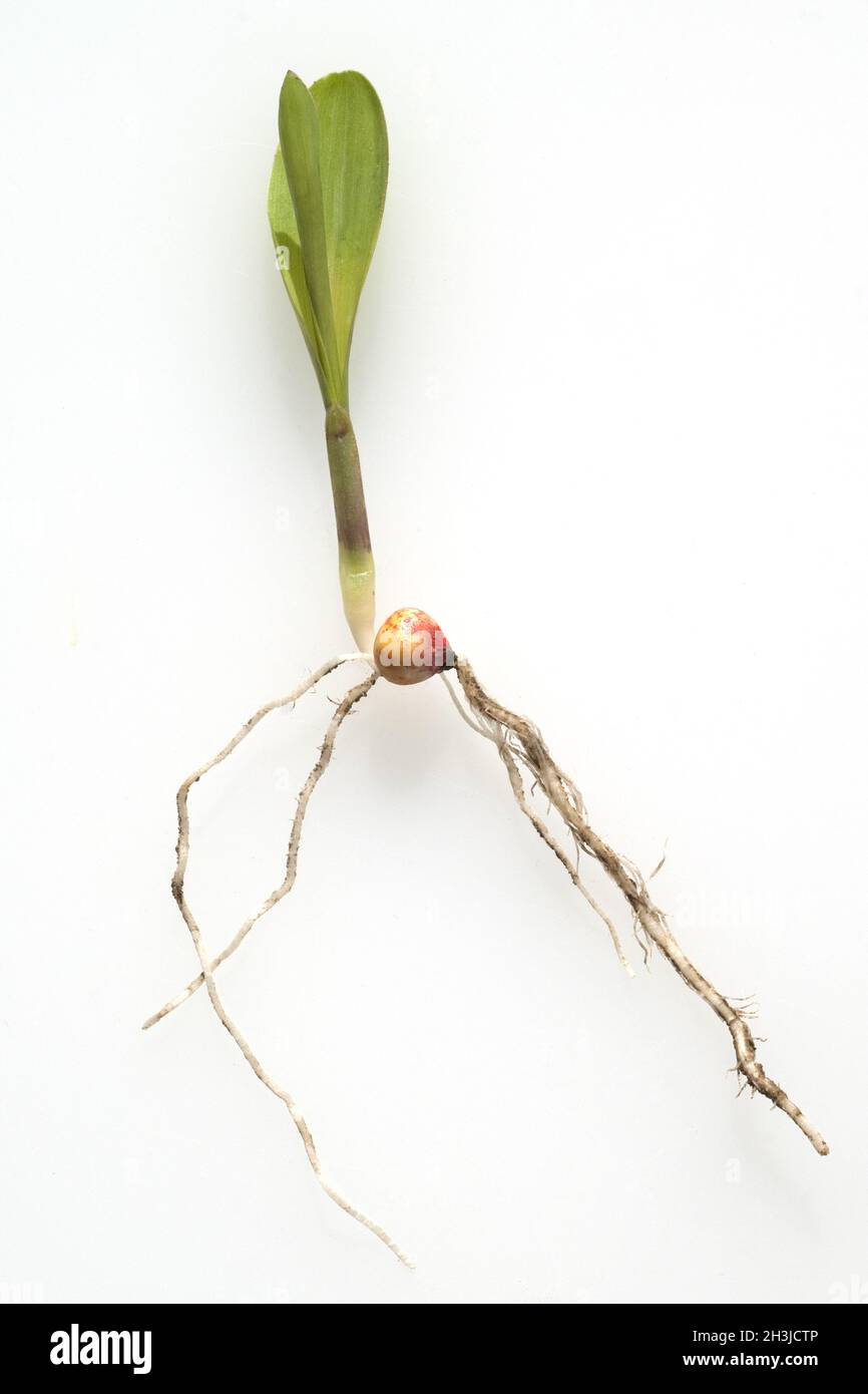 Corn seedling, germ; germ; sprouts, shoots Stock Photo - Alamy