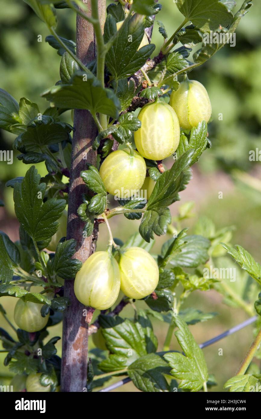 Gooseberry bush wild hi-res stock photography and images - Alamy