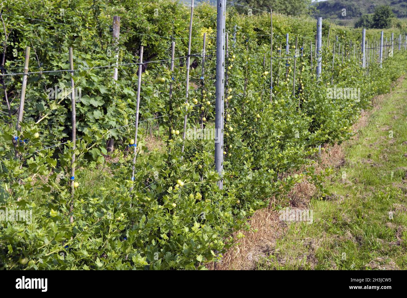Gooseberry Hedge