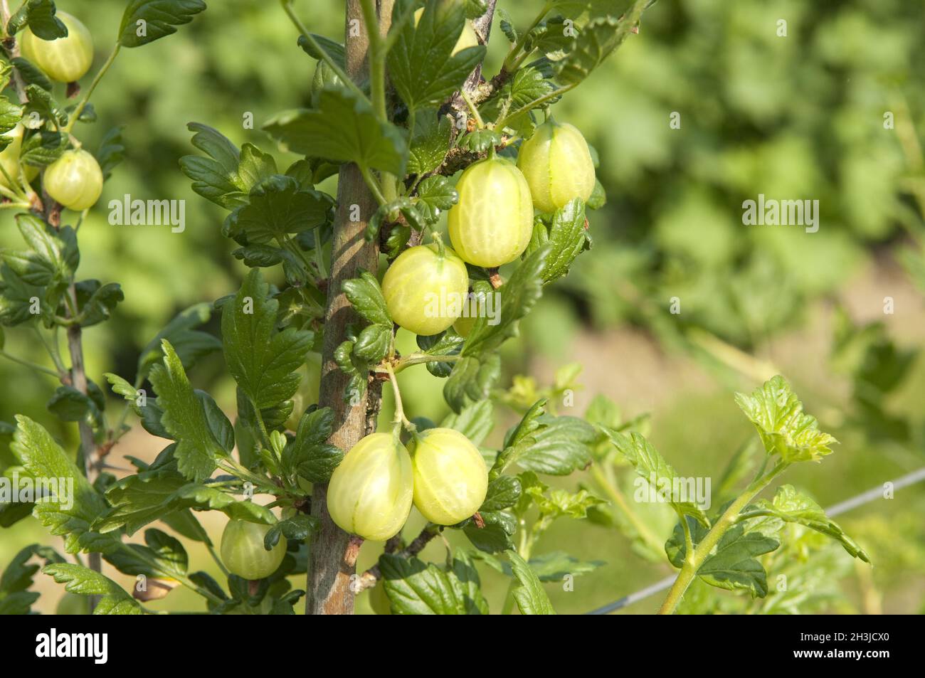 Gooseberry bush wild hi-res stock photography and images - Alamy