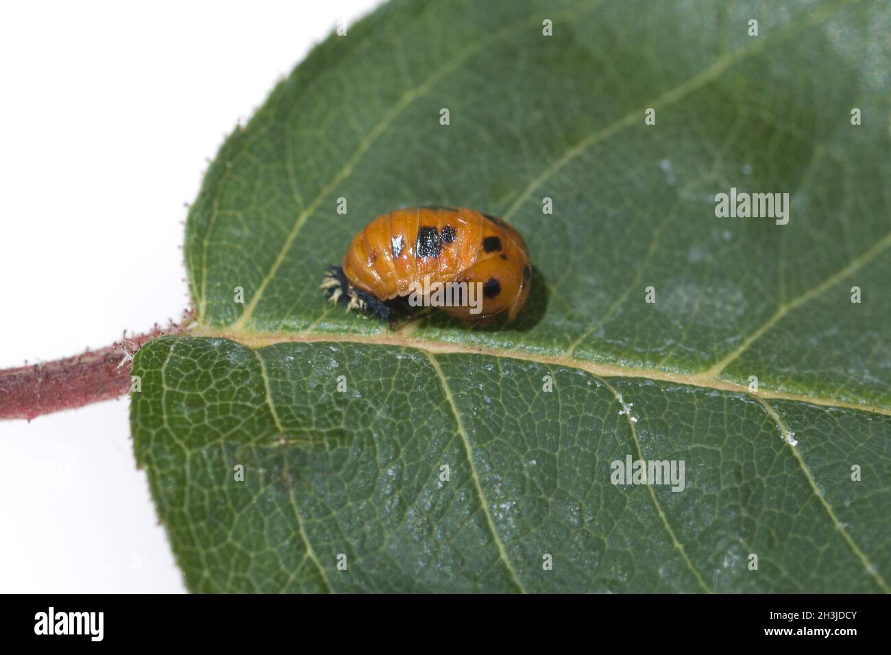 Larva; Asian; ladybird; pupation Stock Photo - Alamy