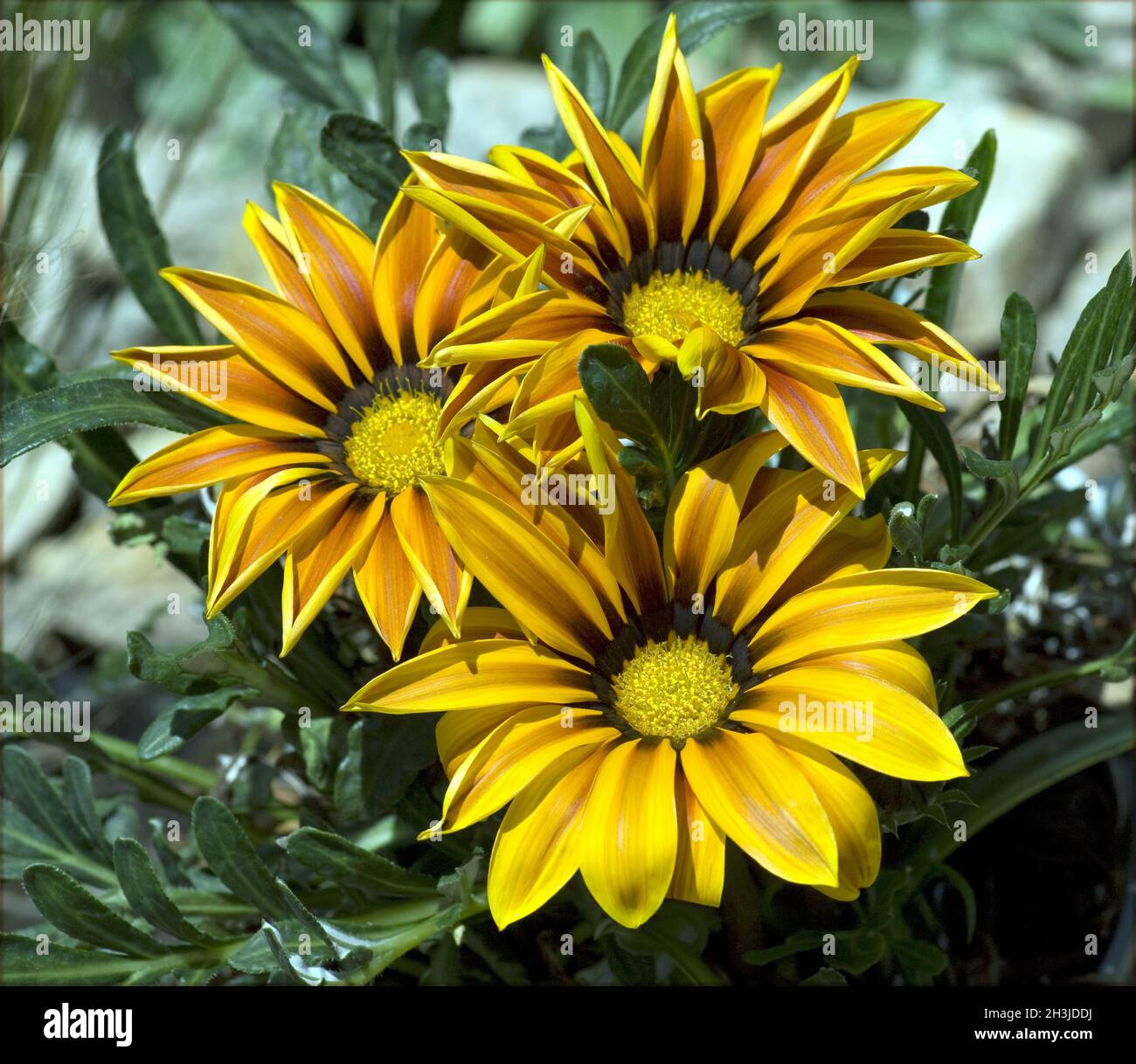 Gazania; Gazania, hybrid; Splendens Stock Photo - Alamy