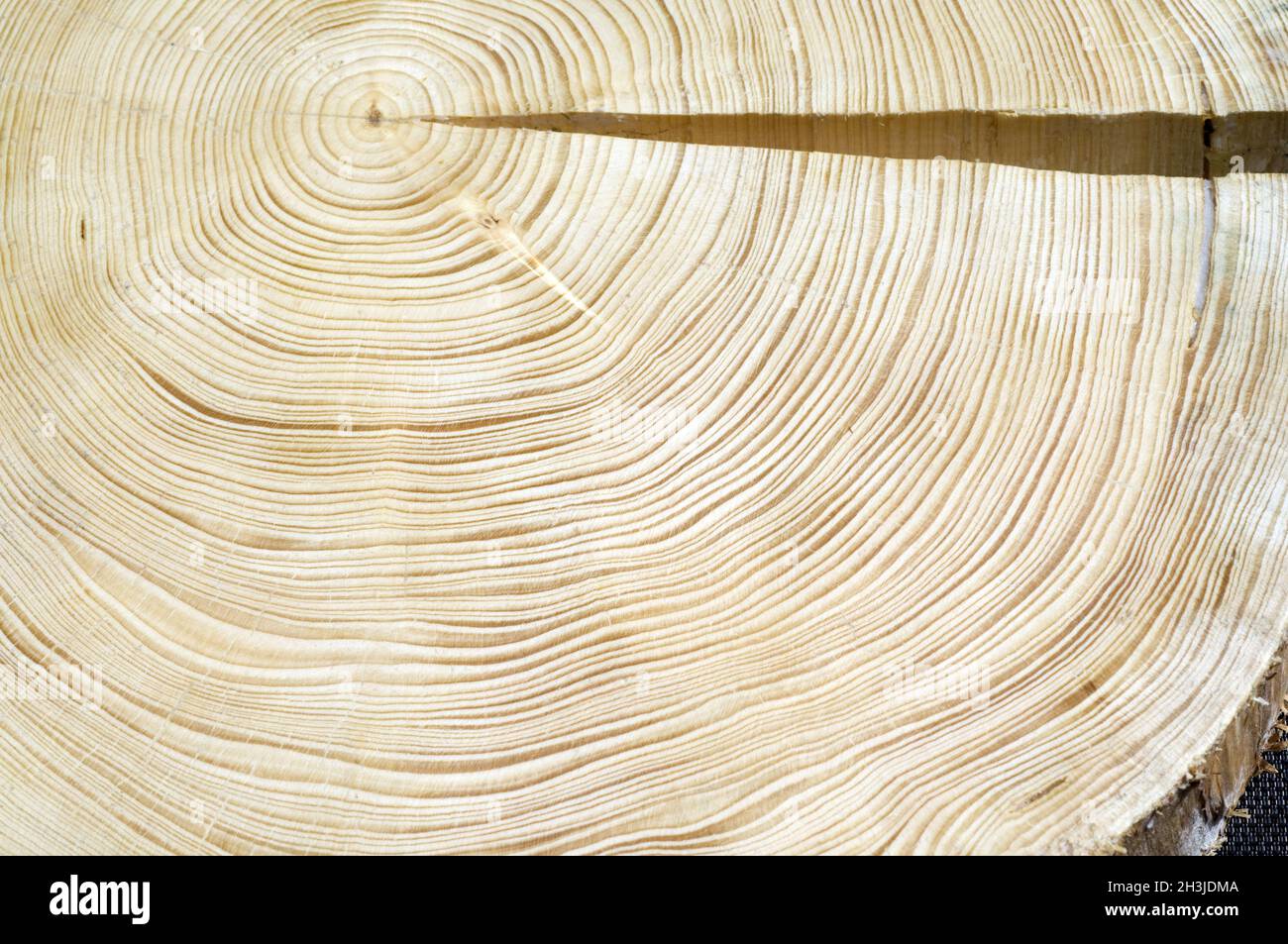 Annual rings; spruce; picea; abies; Norway spruce; annual ring; ring of ...