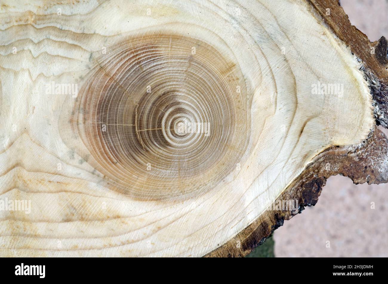 Annual rings; spruce; picea; abies; Norway spruce; annual ring; ring of ...