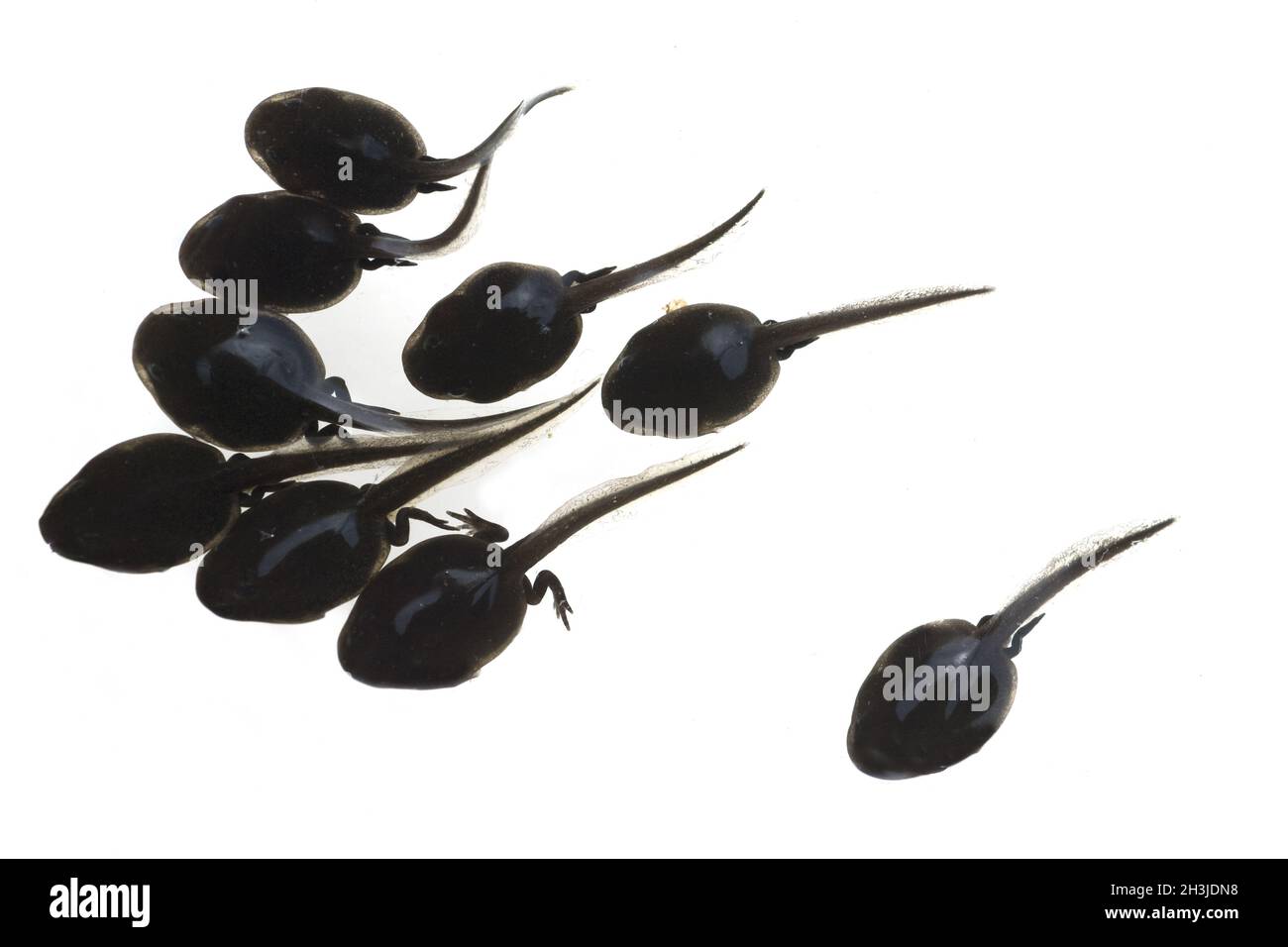 Bufo bufo tadpoles hi-res stock photography and images - Alamy
