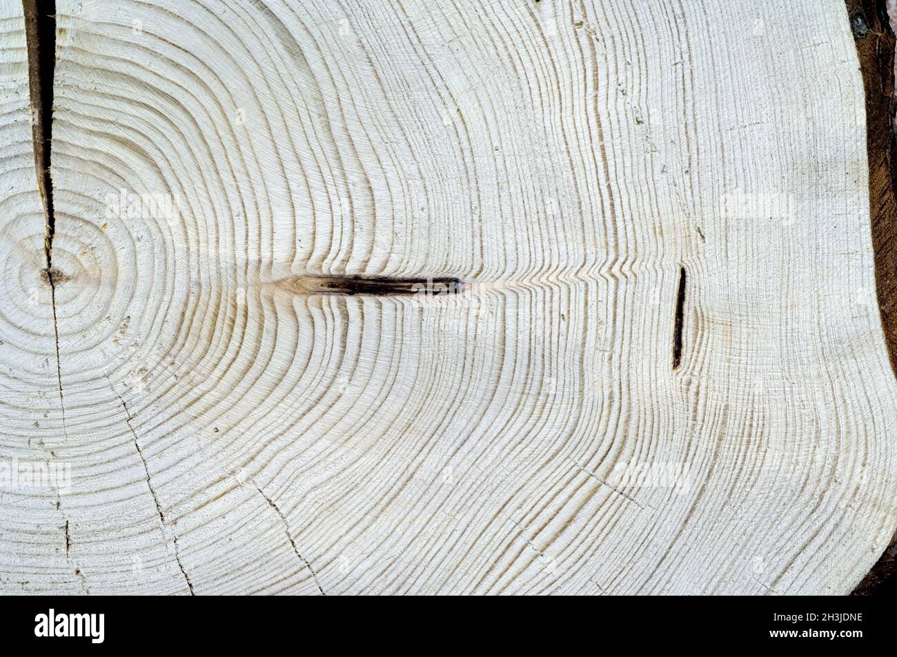 Annual rings; spruce; picea; abies; Norway spruce; annual ring; ring of ...