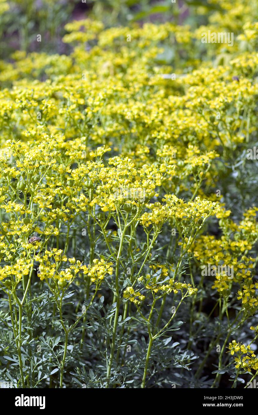 Rue, Ruta, graveolens, rue, spice plant, medicinal plant Stock Photo ...