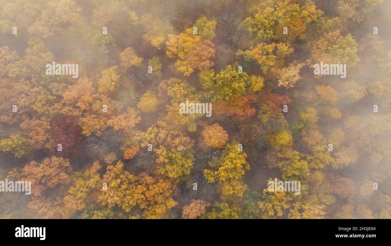 Dense colorful forest top view hi-res stock photography and images - Alamy