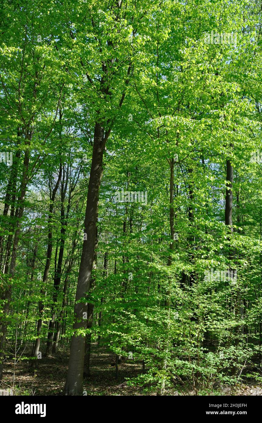 The Communal forest of Saint Pierre Les Elbeuf Stock Photo - Alamy