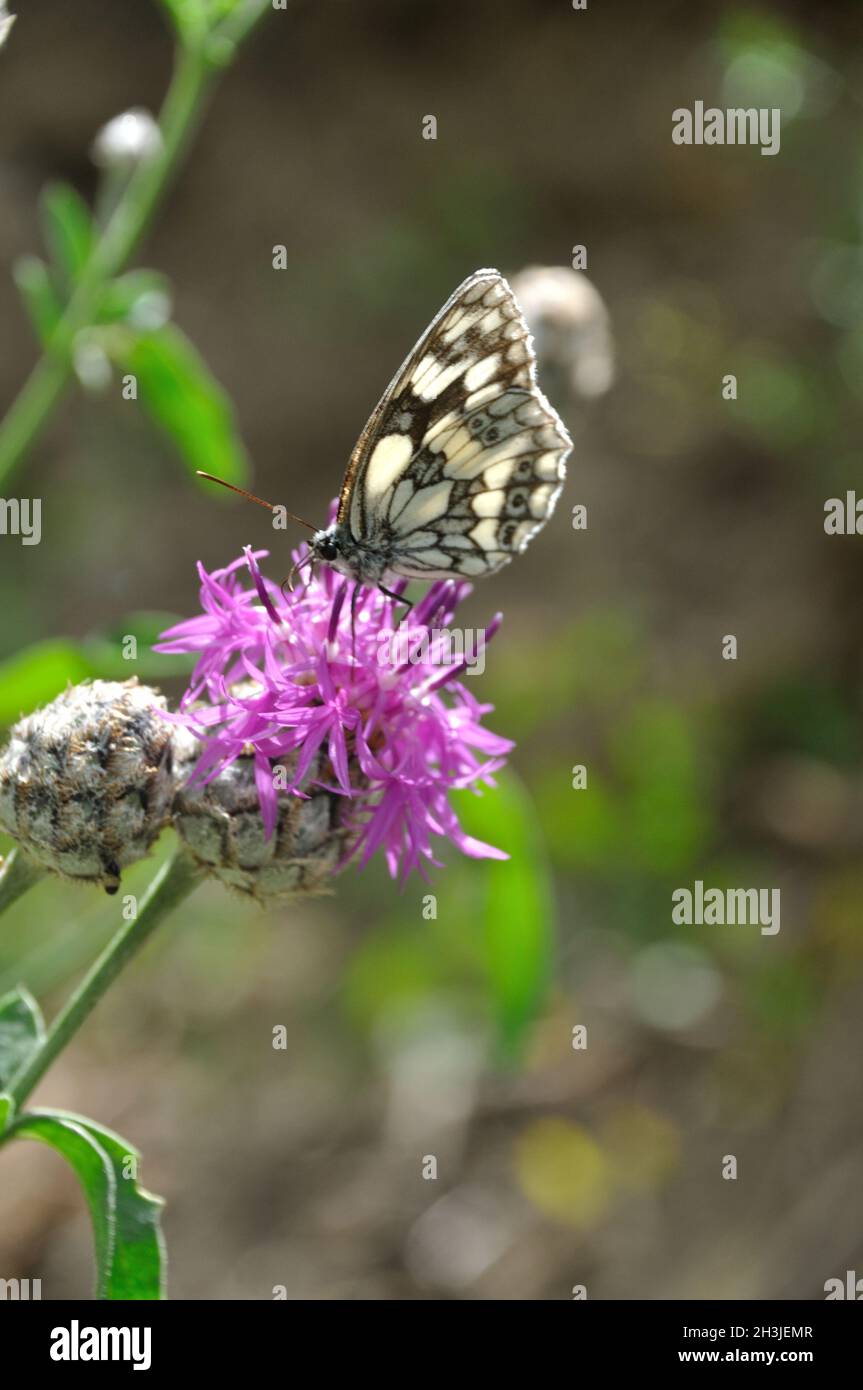 Melanargia galathea in the Alps Stock Photo - Alamy