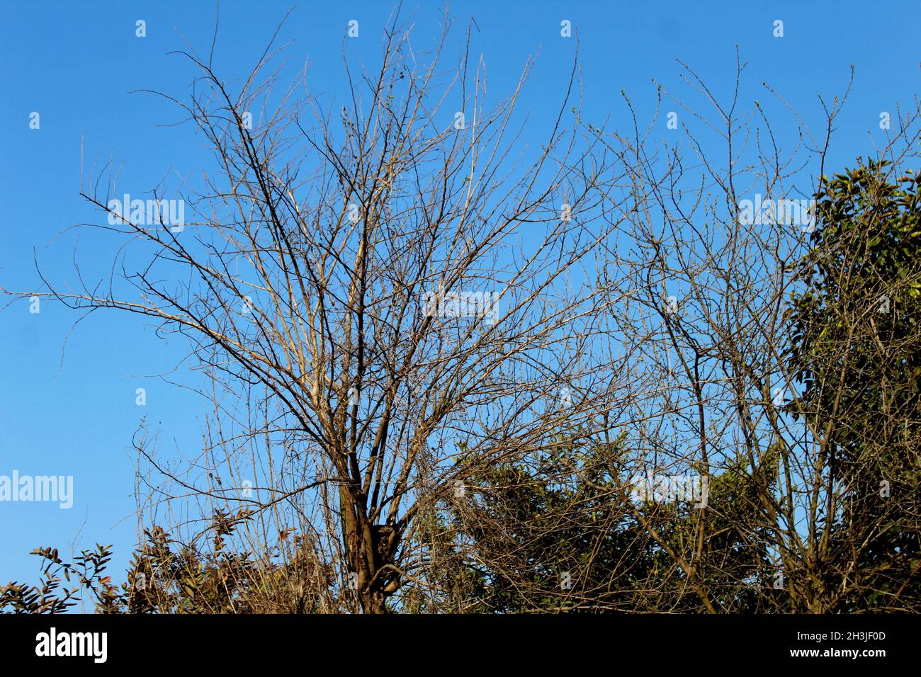 Tree without leaves hi-res stock photography and images - Alamy