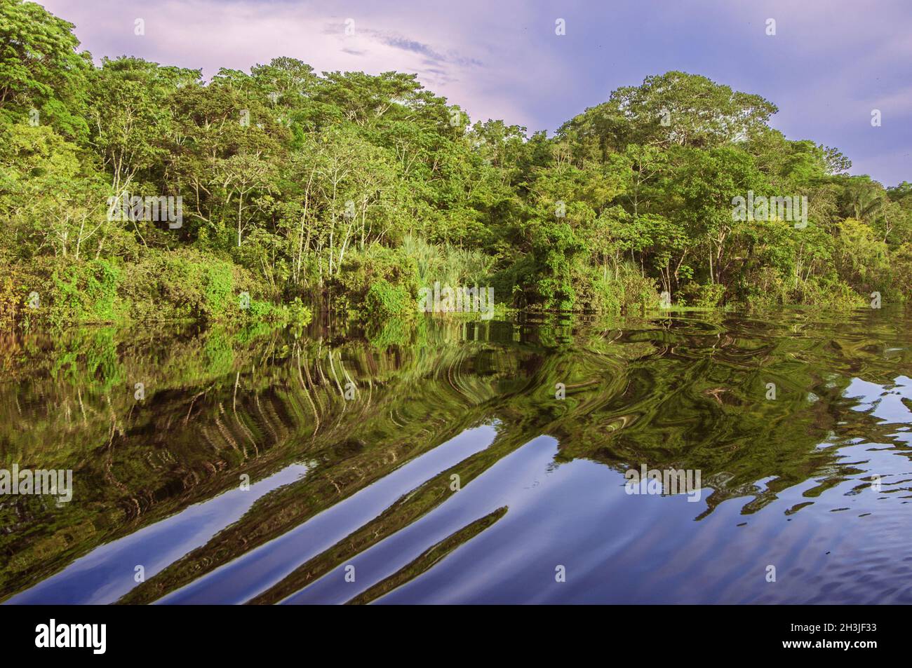 River in the Amazon Rainforest, Peru, South America Stock Photo - Alamy