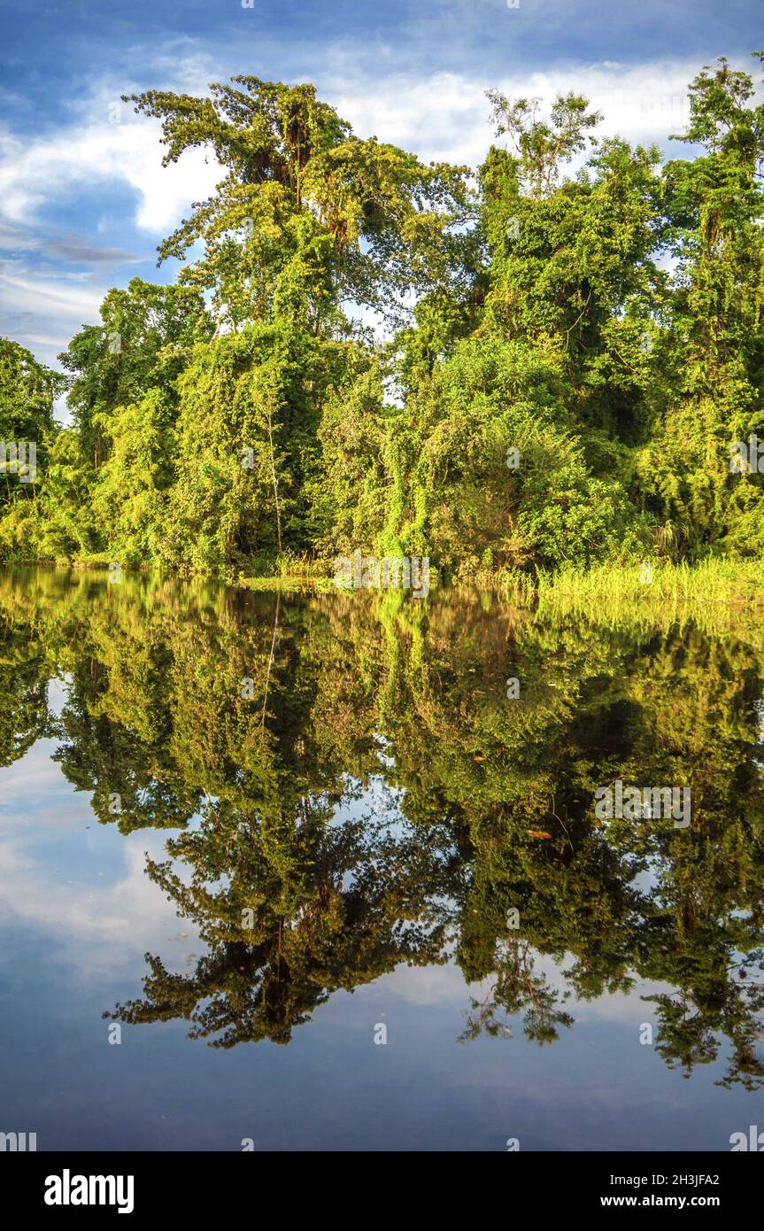 Amazon rainforest peru hi-res stock photography and images - Alamy