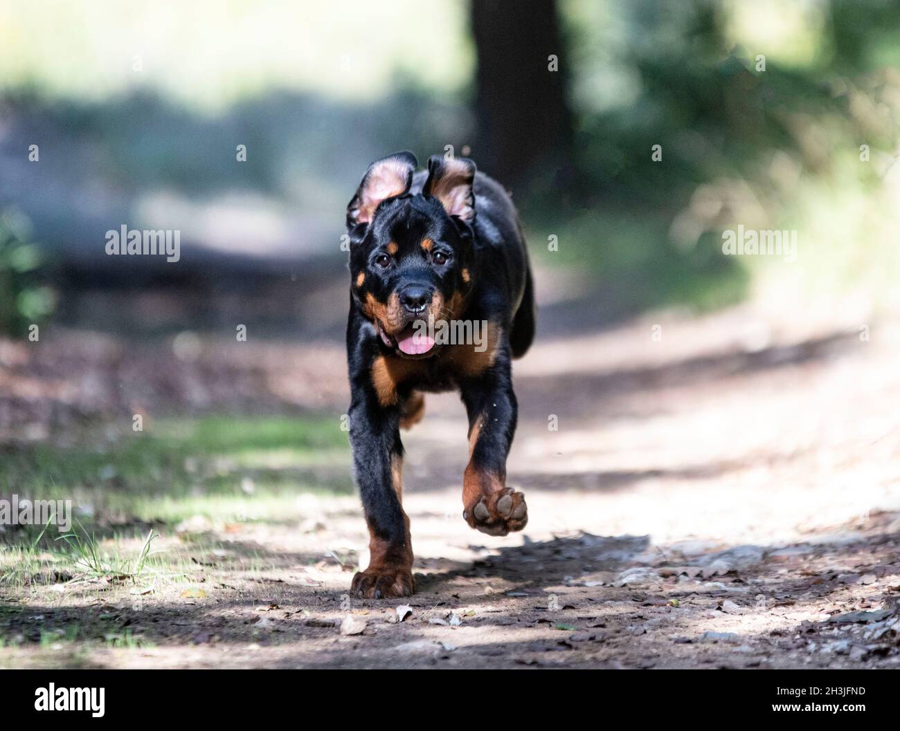 puppy rottweiler running in the nature in autumn Stock Photo - Alamy