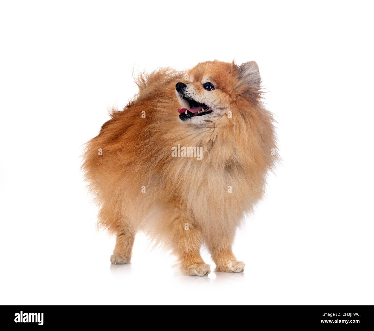 brown pomeranian in front of white background Stock Photo - Alamy