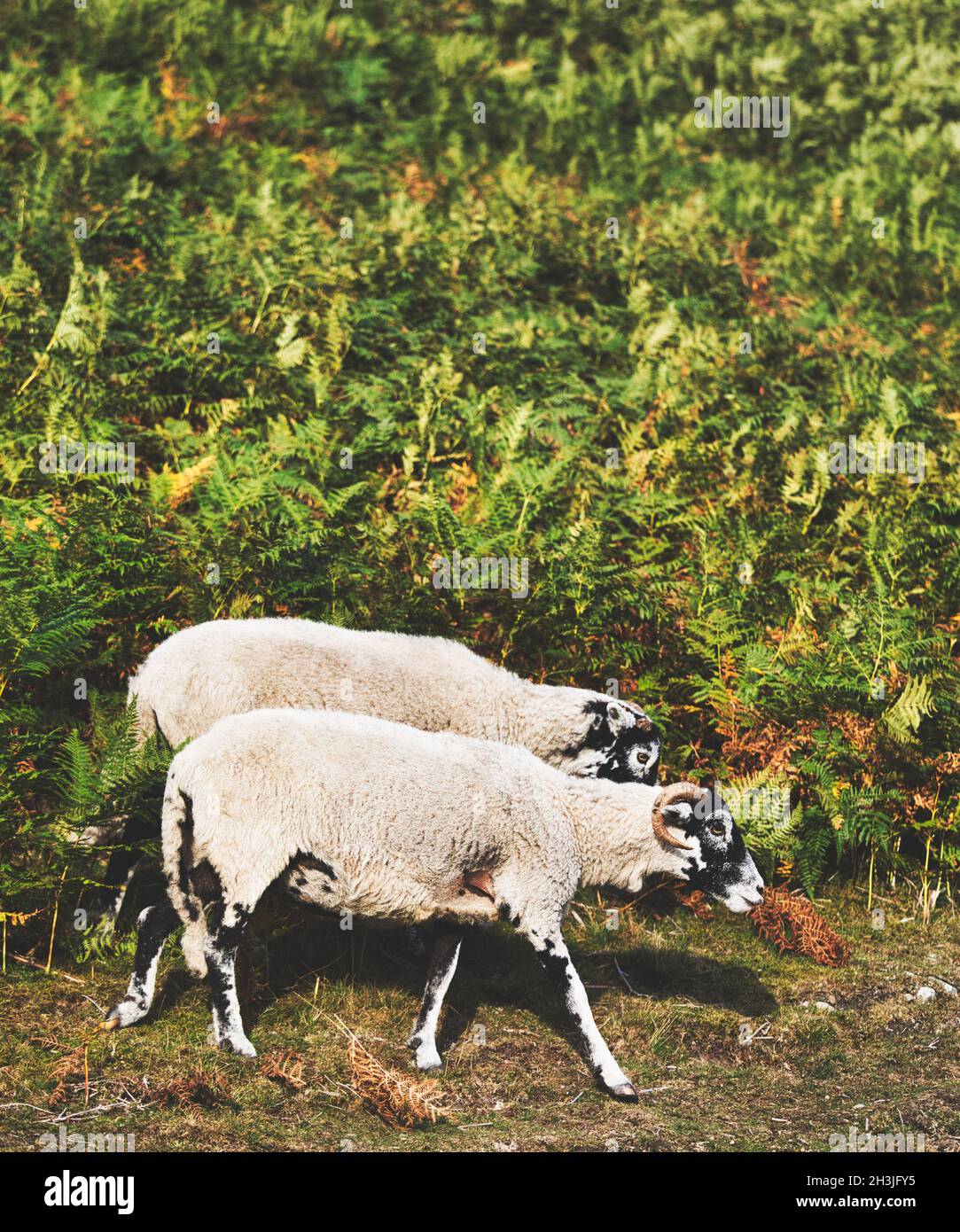 Two swaledale sheep next to ferns, Swaledale, Yorkshire Dales National ...