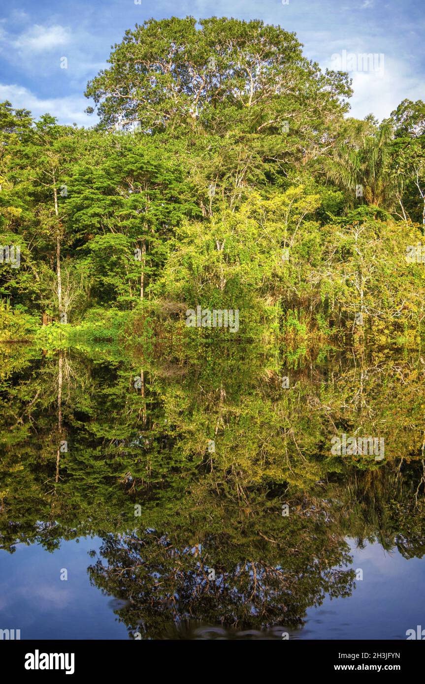 Amazon rainforest peru hi-res stock photography and images - Alamy