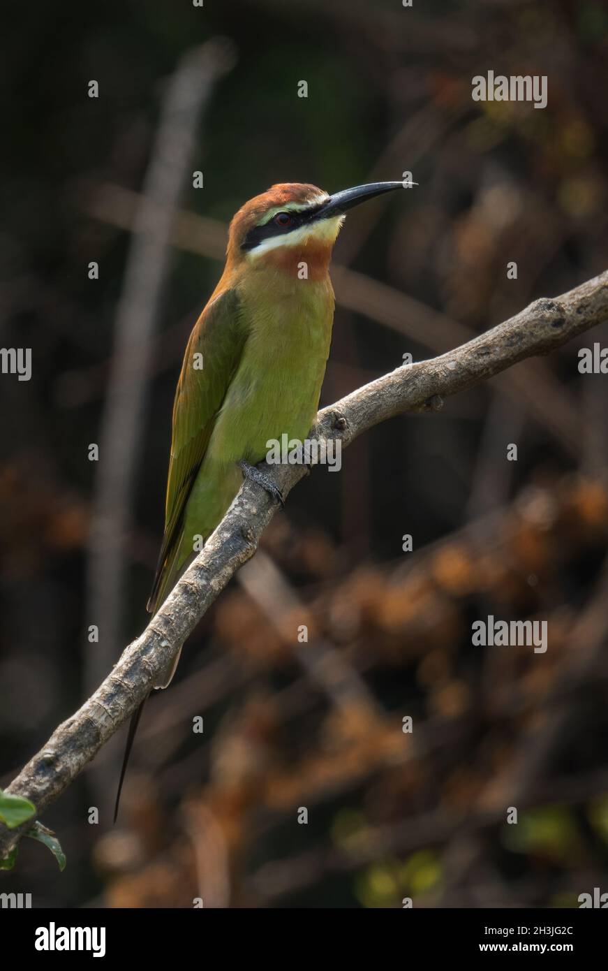 Madagascar bee-eater - Merops superciliosus, beautiful colored bee ...