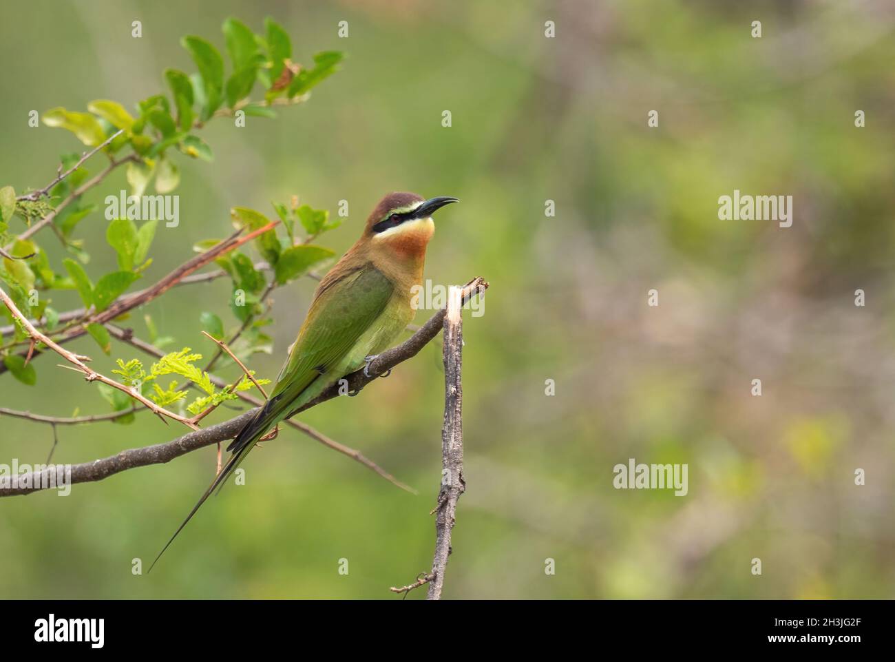 Madagascar bee-eater - Merops superciliosus, beautiful colored bee ...