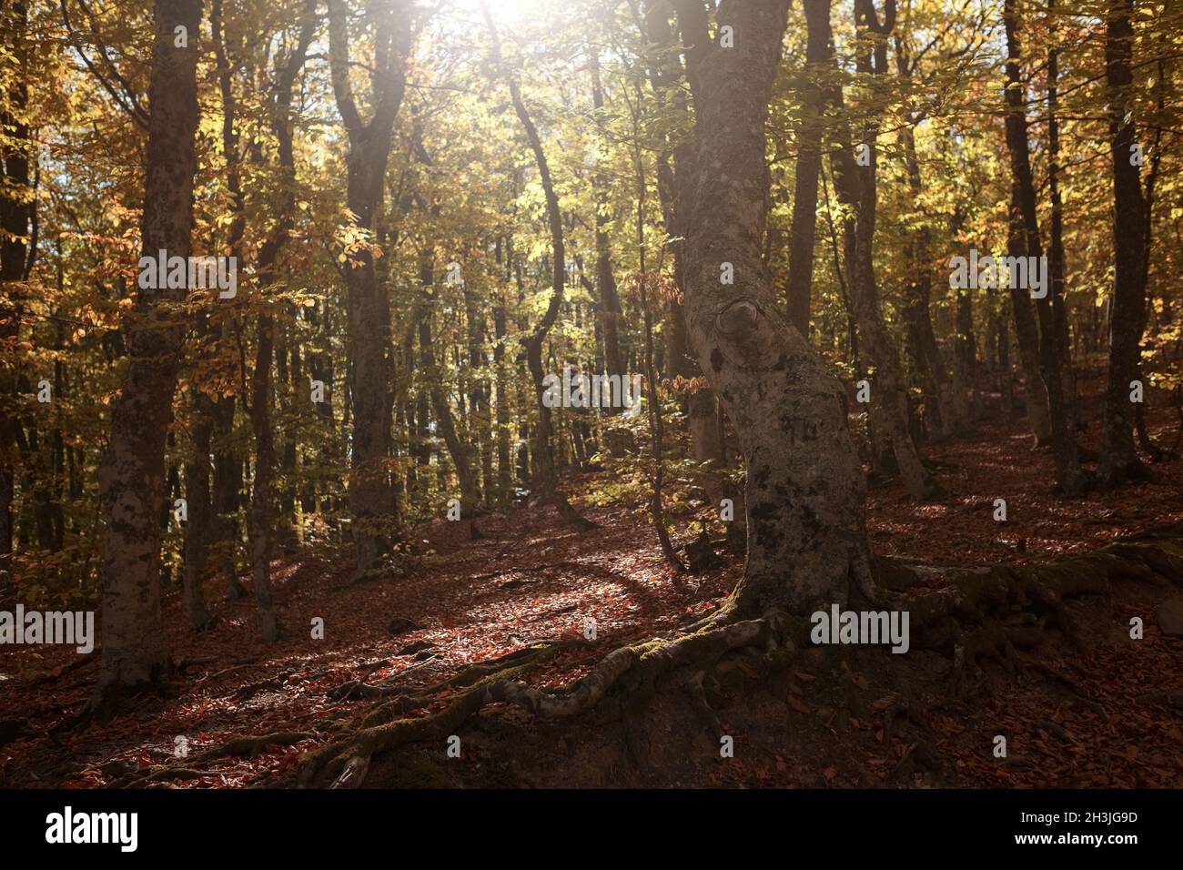 Autumn forest road leaves fall in ground landscape on autumnal ...
