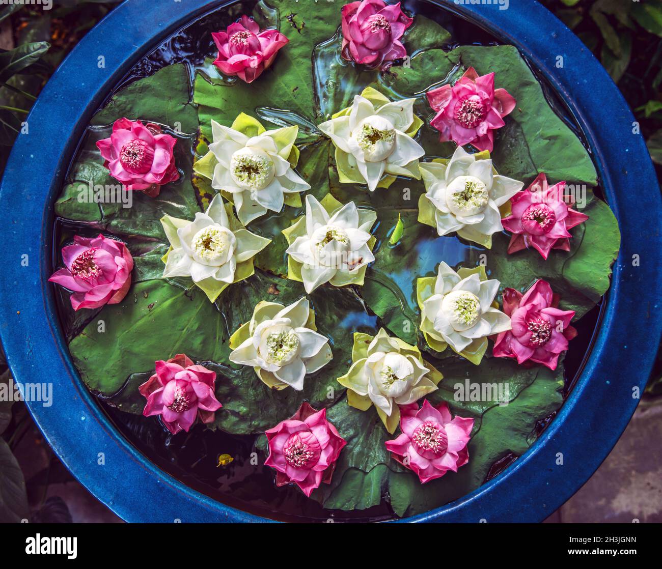 Land lotus hi-res stock photography and images - Alamy