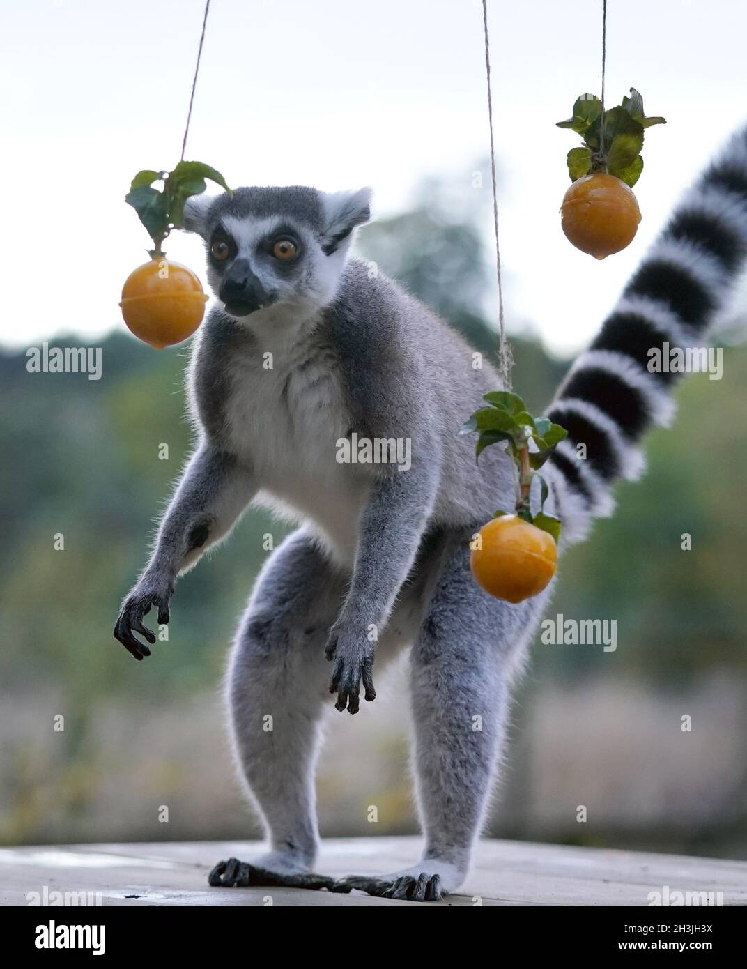 A ring tailed lemur with pumpkin puree balls in their enclosure at ...