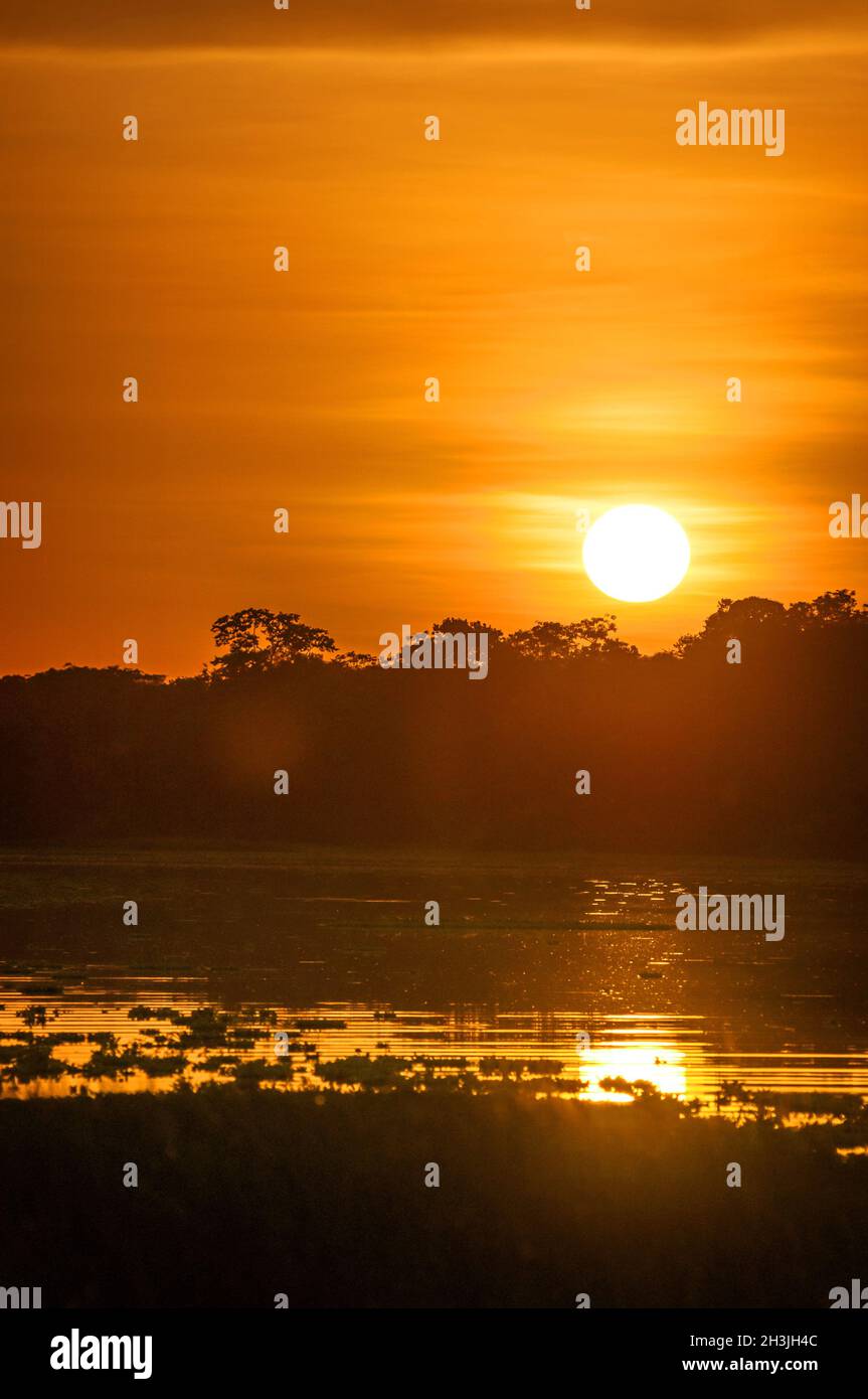 River in the Amazon Rainforest at dusk, Peru, South America Stock Photo ...