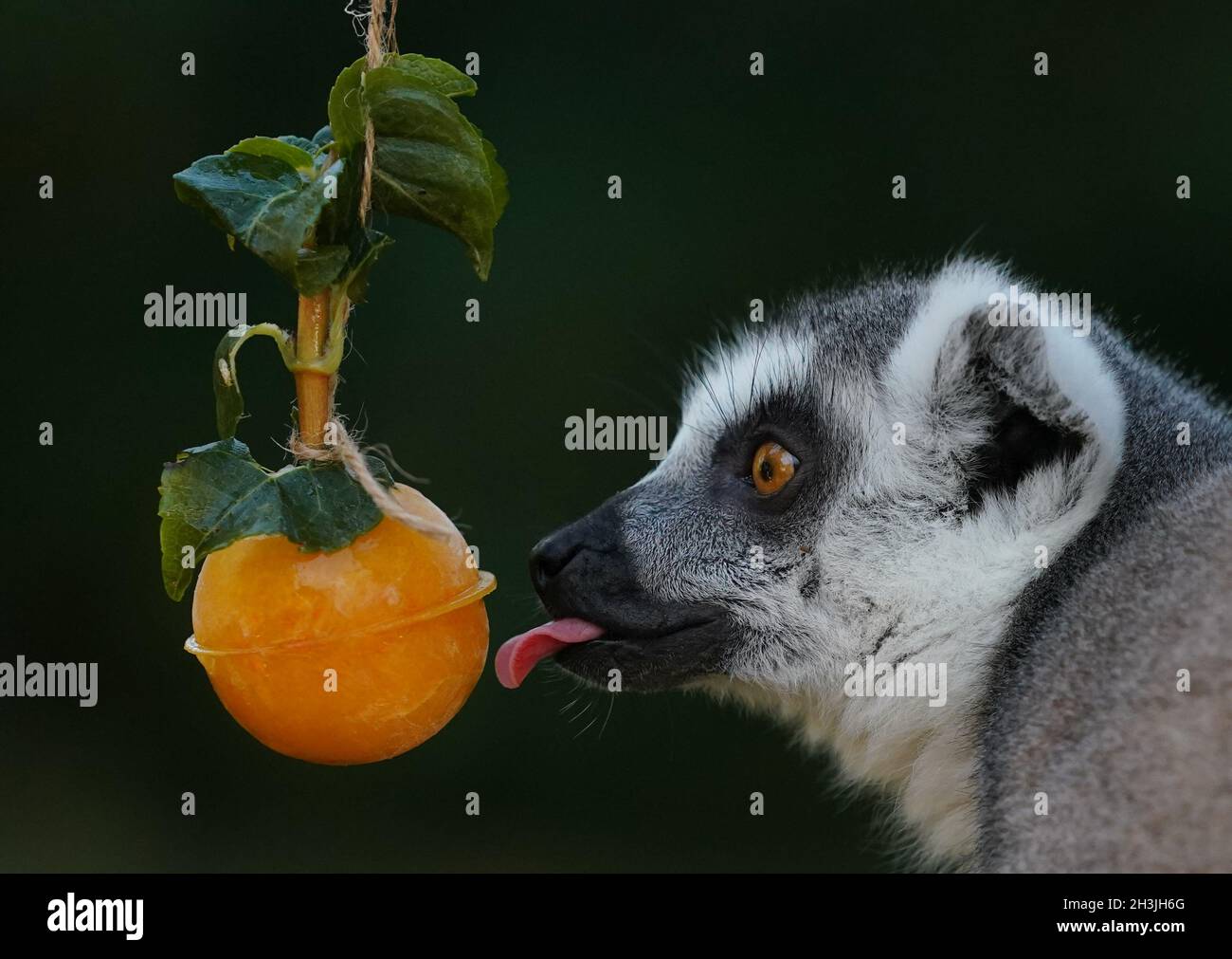A ring tailed lemur with pumpkin puree balls in their enclosure at ...