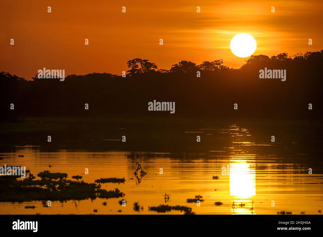 River in the Amazon Rainforest at dusk, Peru, South America Stock Photo ...
