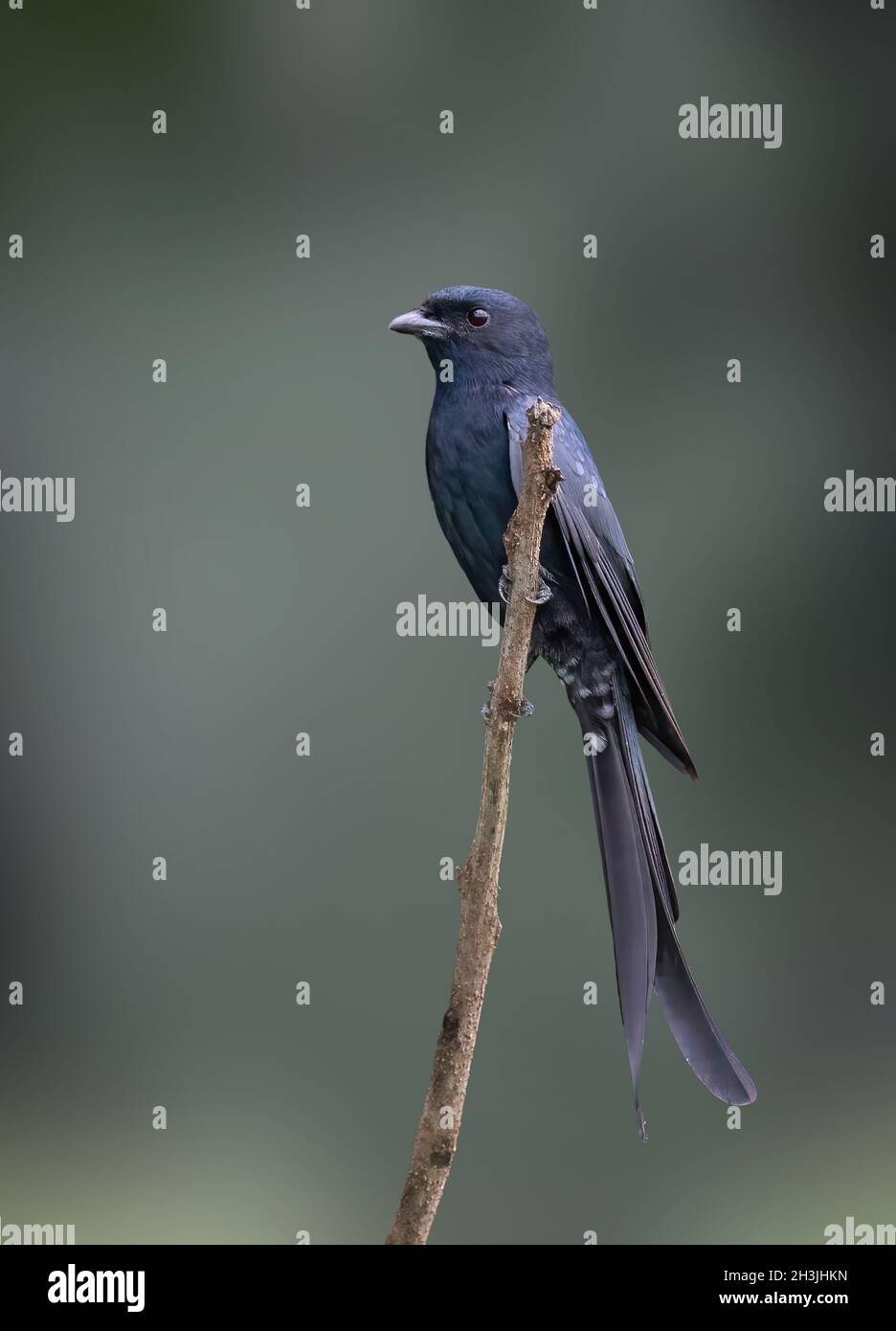Image of Greater Racquet-tailed Drongo (Dicrurus paradiseus) perched on ...