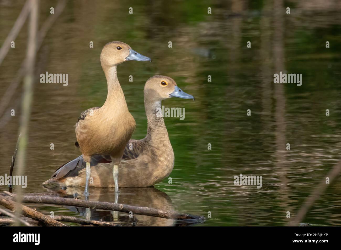 Image of lesser whistling duck or also indian whistling duck ...