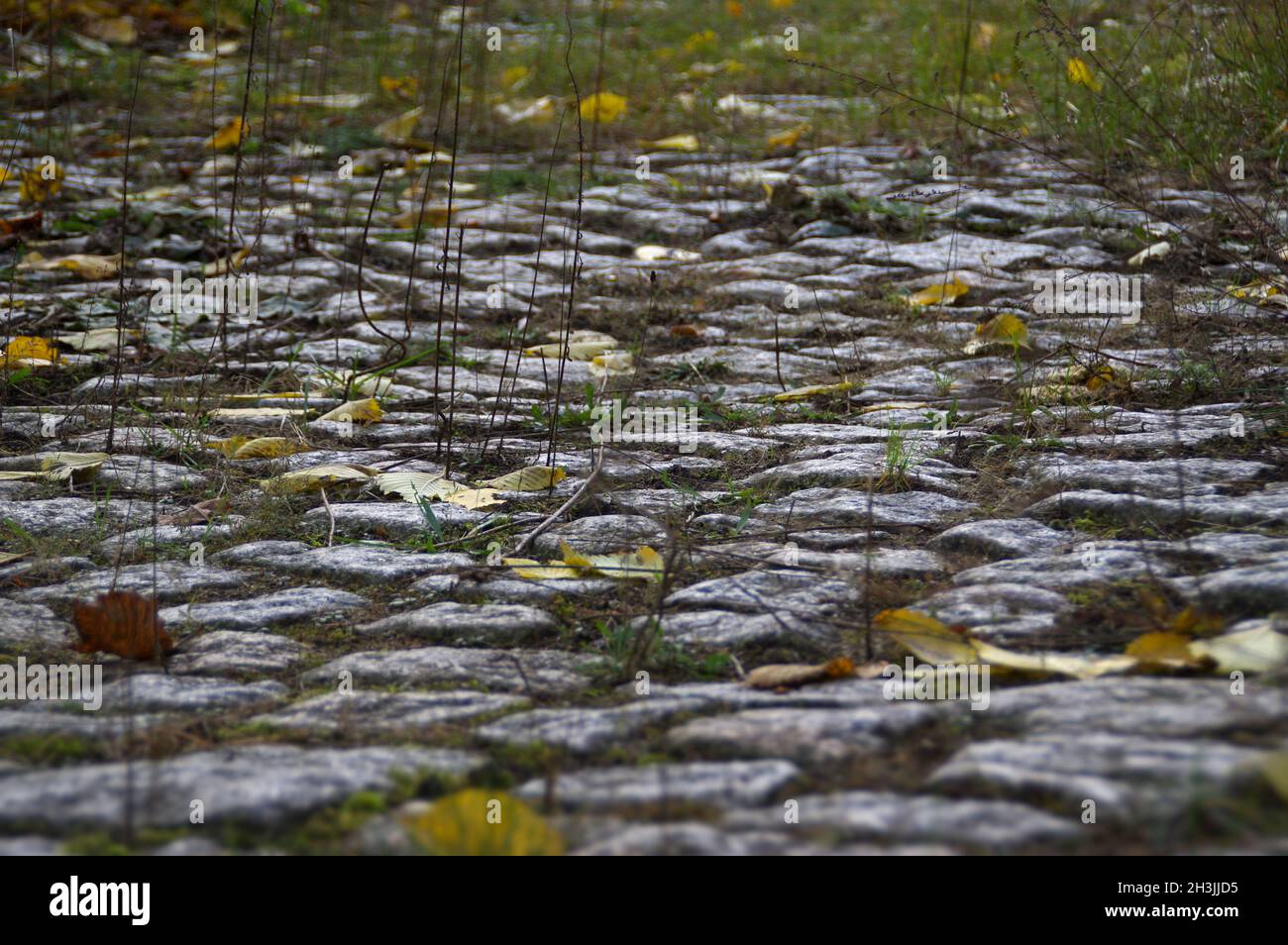 Old paved road in the fall. Dry leaves on a stone trail Stock Photo - Alamy
