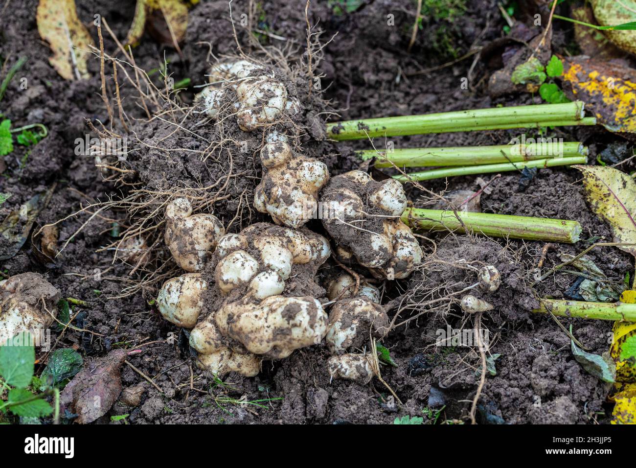The Jerusalem artichoke harvest. Autumn organic vegetable garden Stock ...