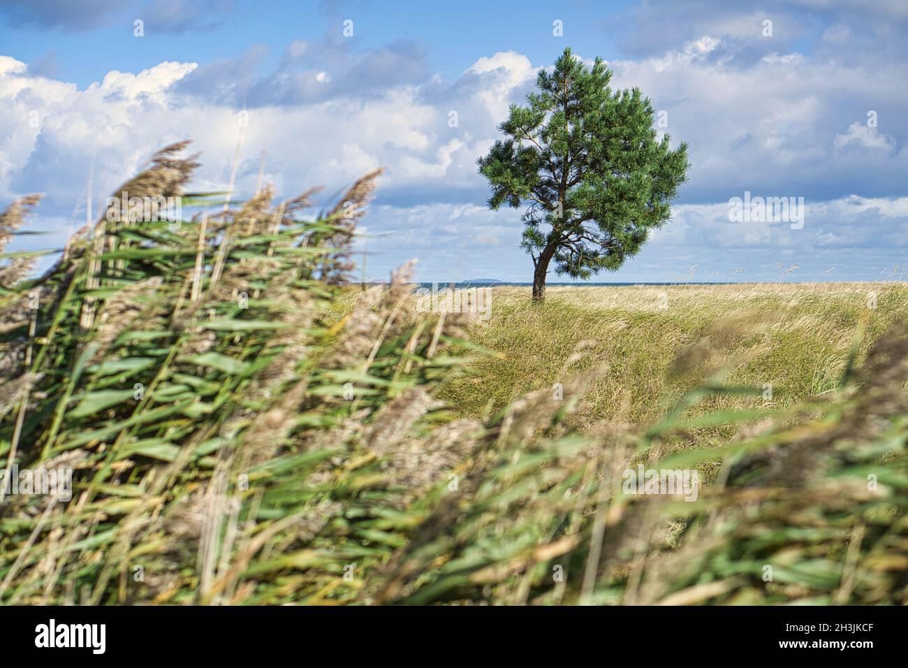 Windy sea landscape hi-res stock photography and images - Alamy