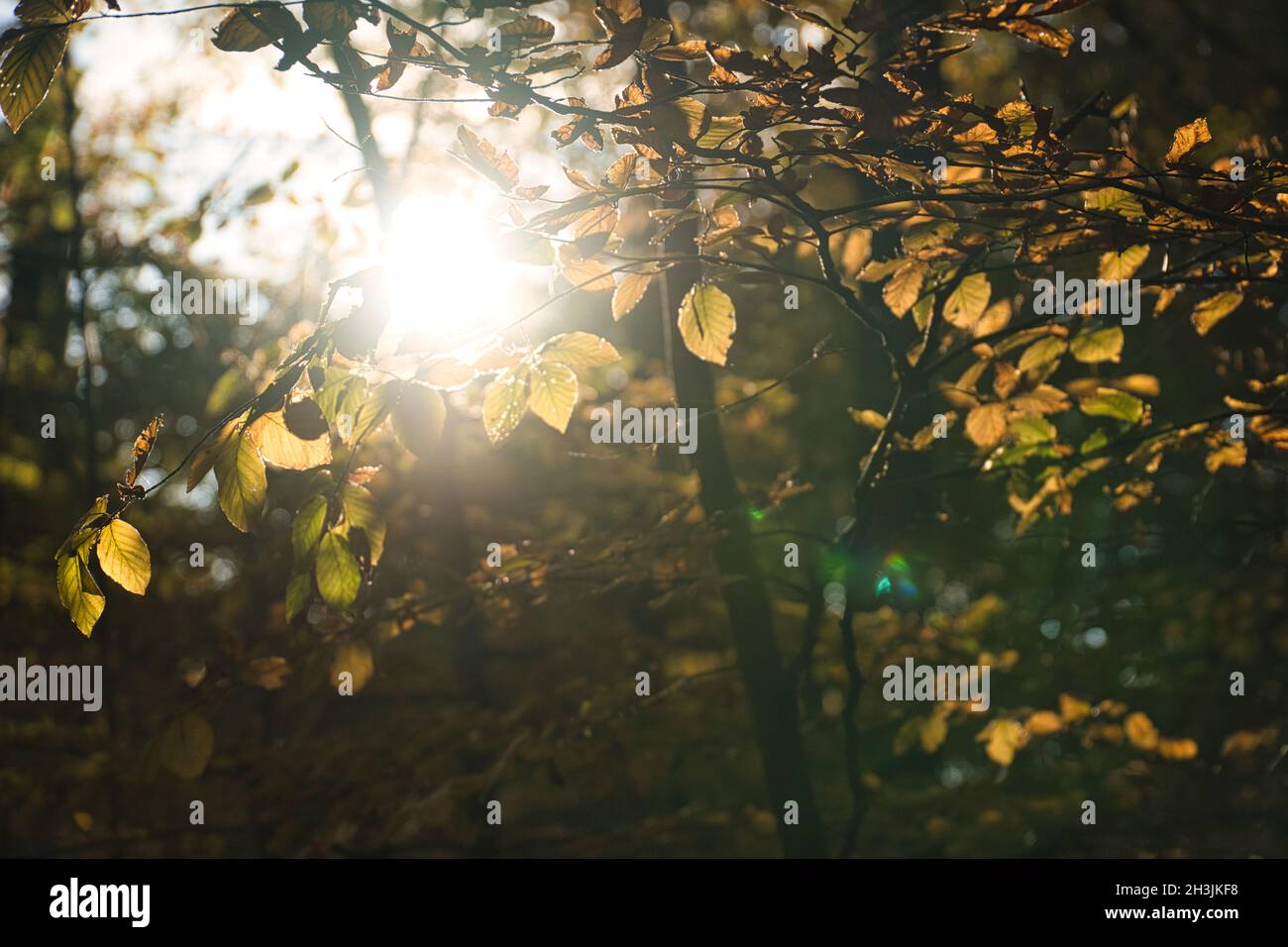 Sunbeam autumn forest hi-res stock photography and images - Alamy