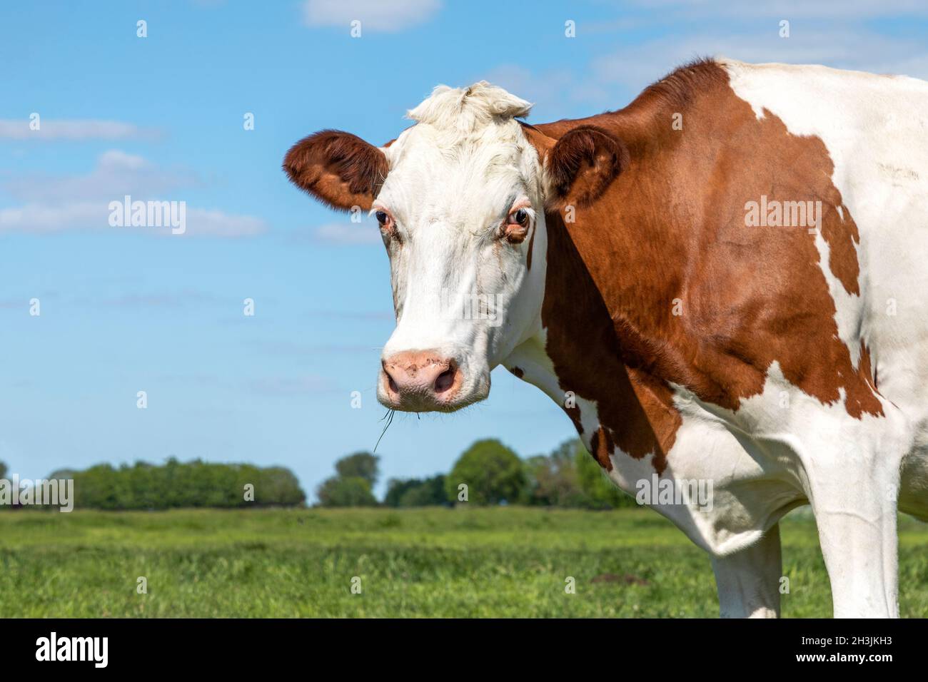 Portrait of the head of a red cow with white face and red ears ...
