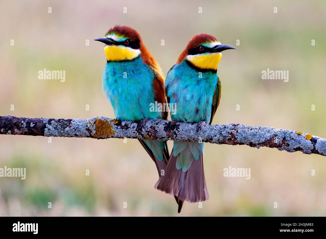 White bee feather hi-res stock photography and images - Alamy