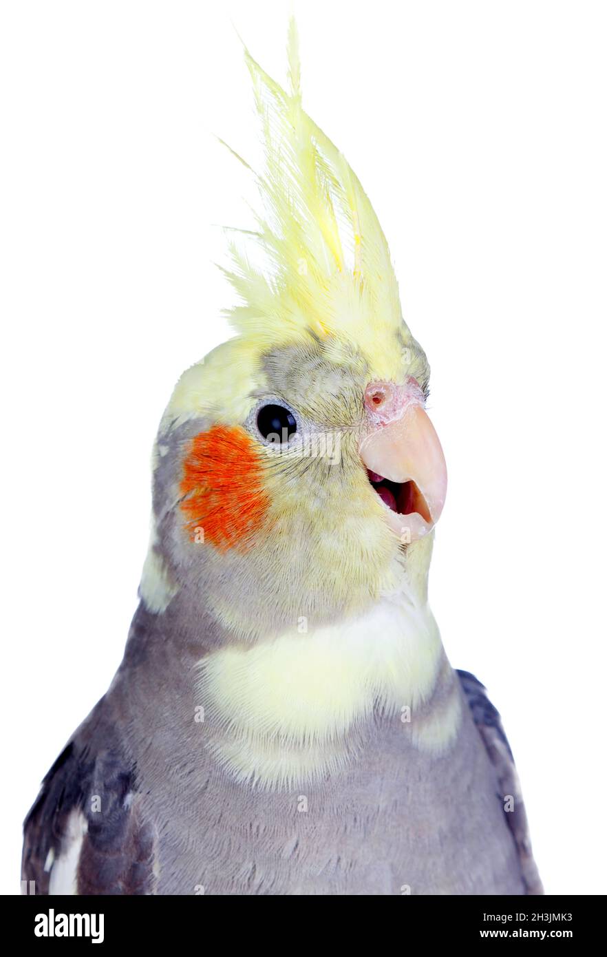 Closeup portrait young beautiful nymph hi-res stock photography and ...