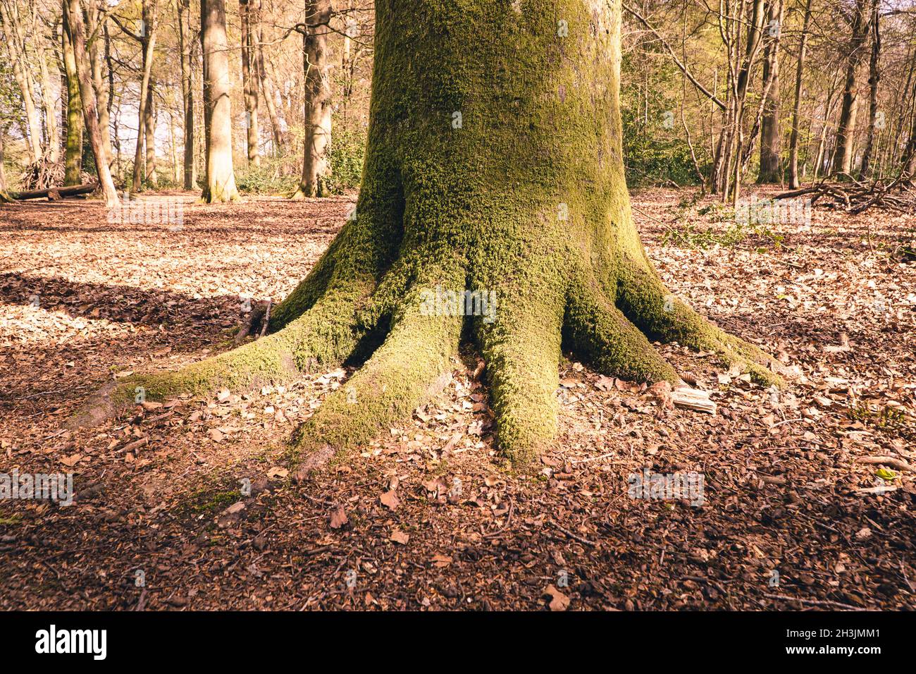 Trunk with roots hi-res stock photography and images - Alamy