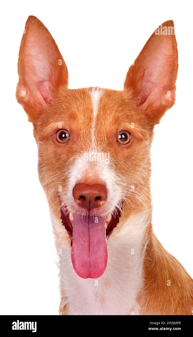 Hunter dog with big raised ears isolated on a white background Stock ...