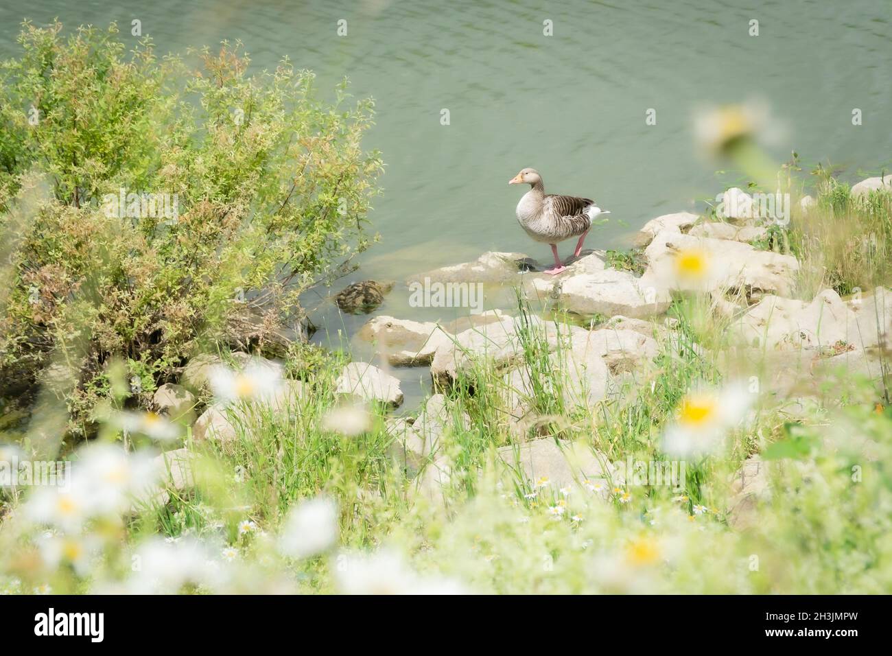 Amber status greylag goose (anser anser) on edge of a reservoir, uk ...