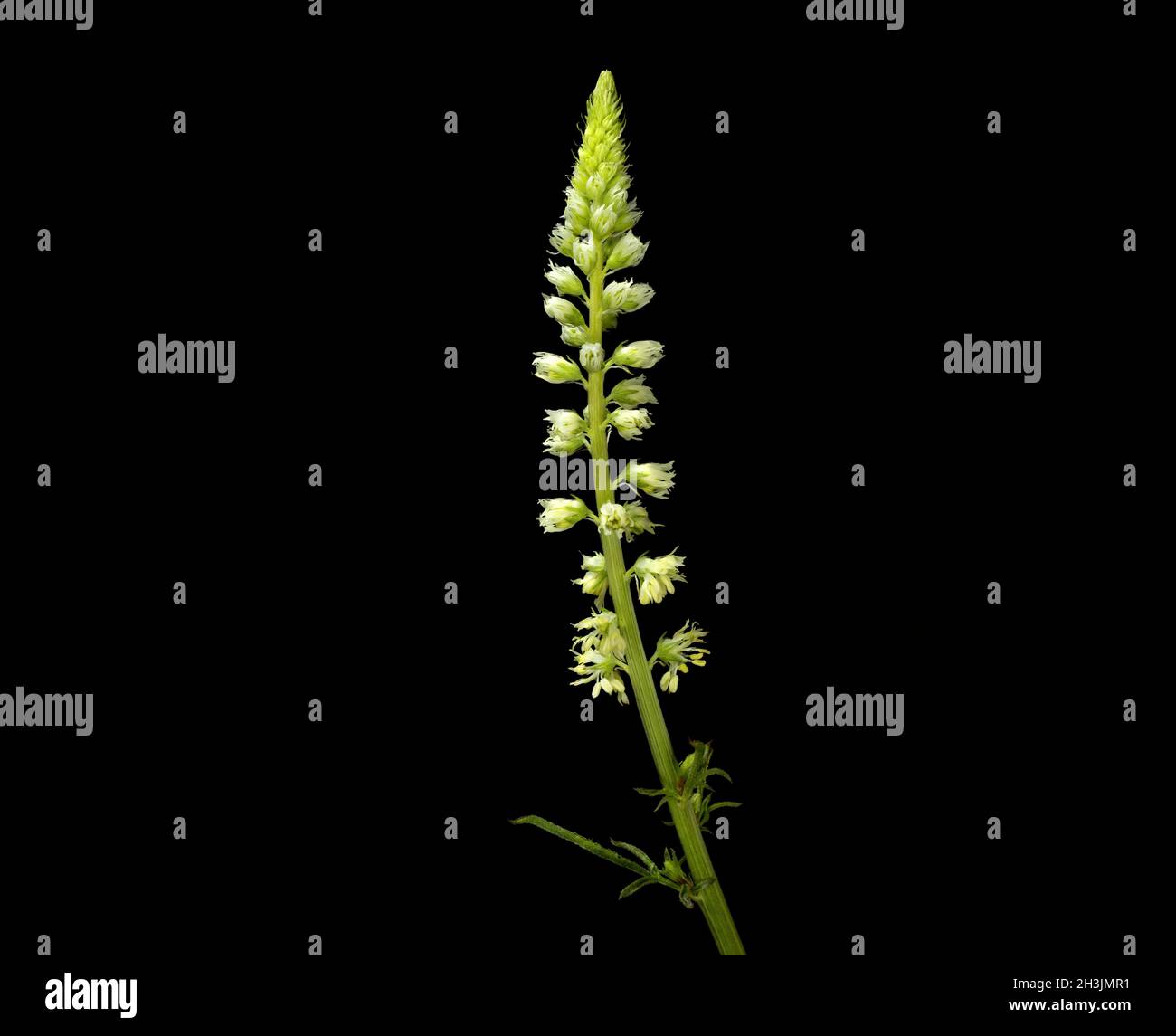 Reseda luteola flower, common names dyers rocket, dyers weed, weld ...