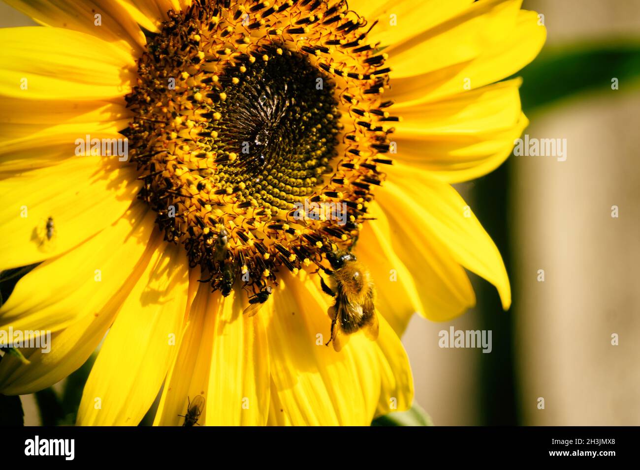 Bee gathering pollen on a sunflower head (helianthus) in the sun Stock ...