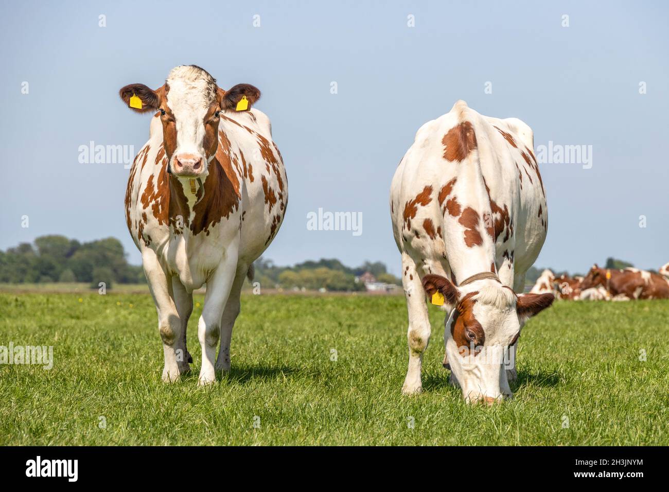 Two cows standing and grazing in a field under a blue sky and a ...