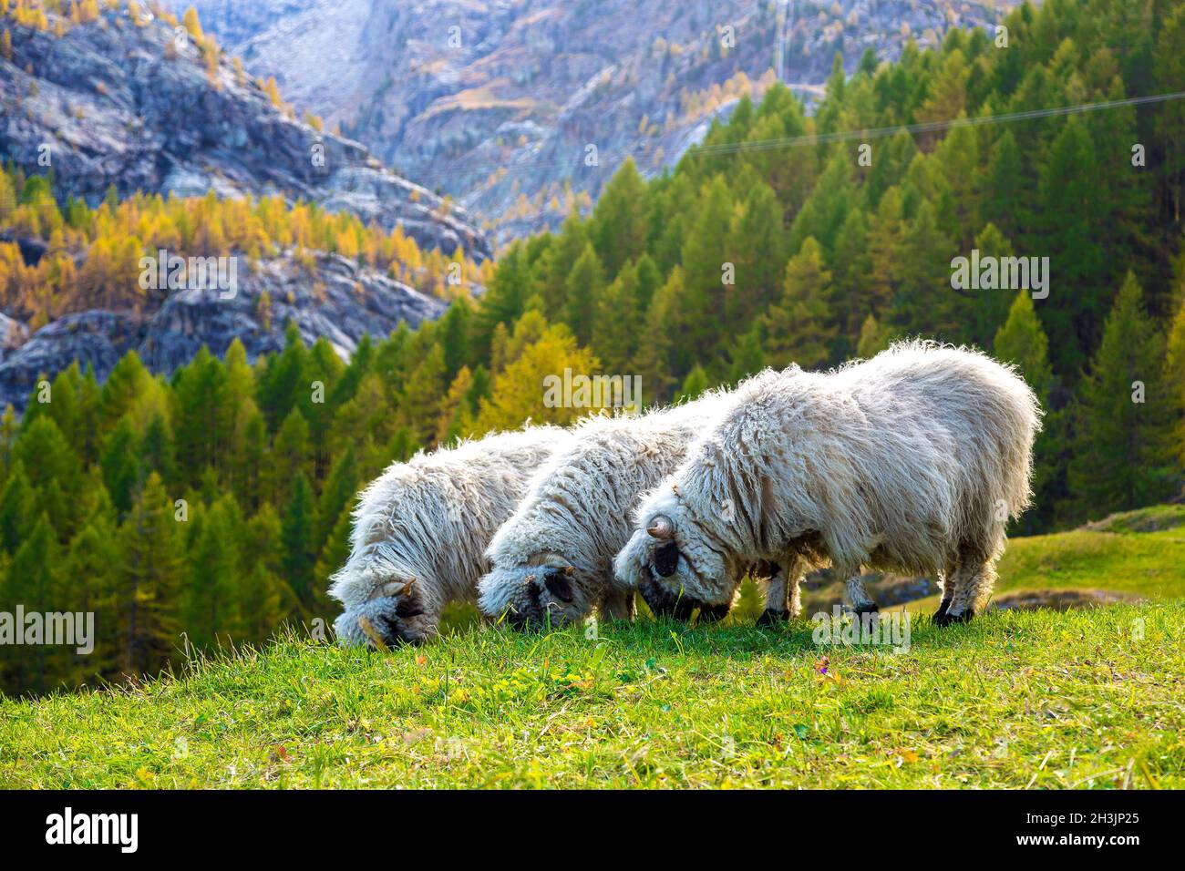 Valais Blacknose Sheep High Resolution Stock Photography and Images - Alamy