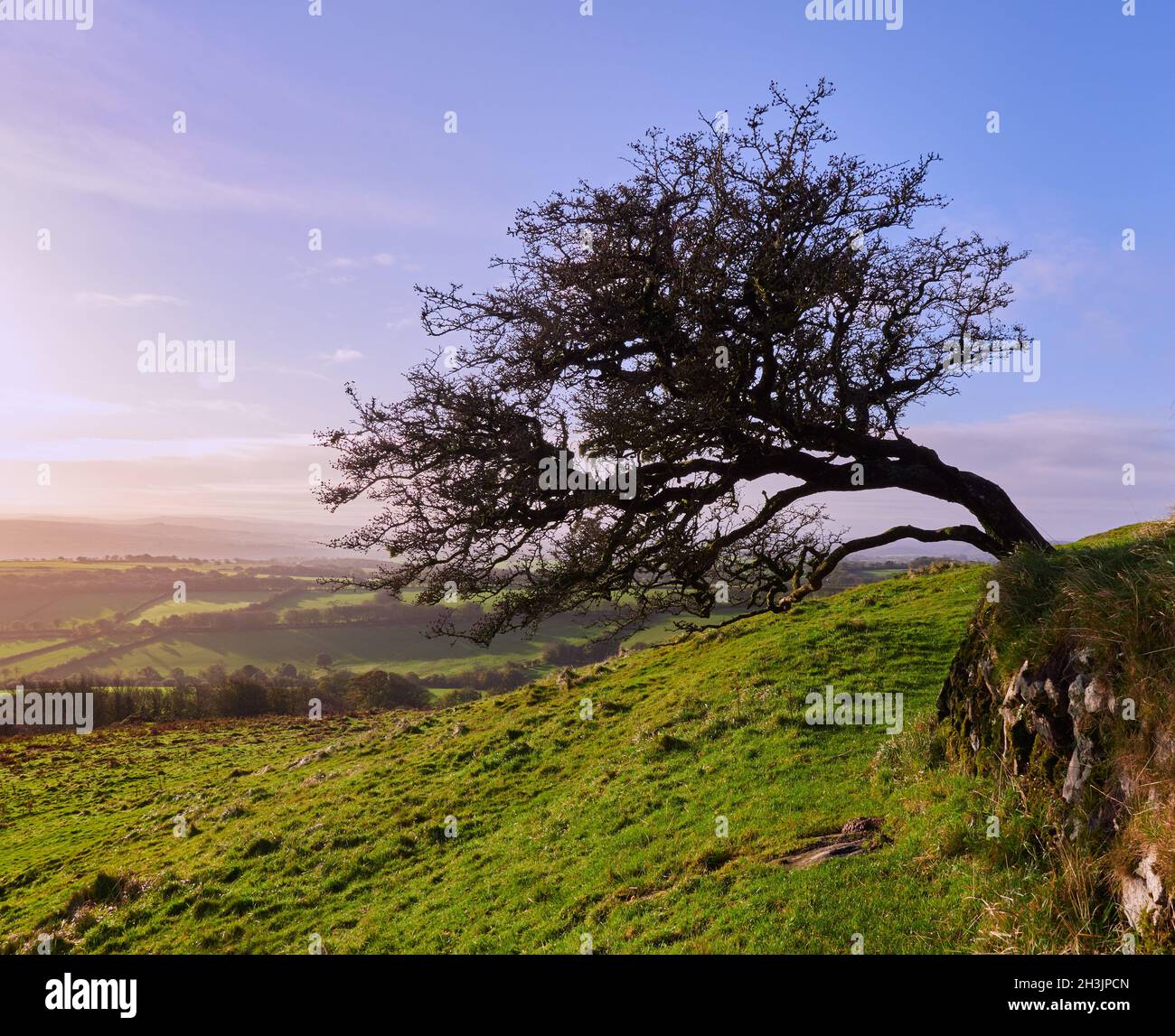 Old hawthorn tree hi-res stock photography and images - Alamy