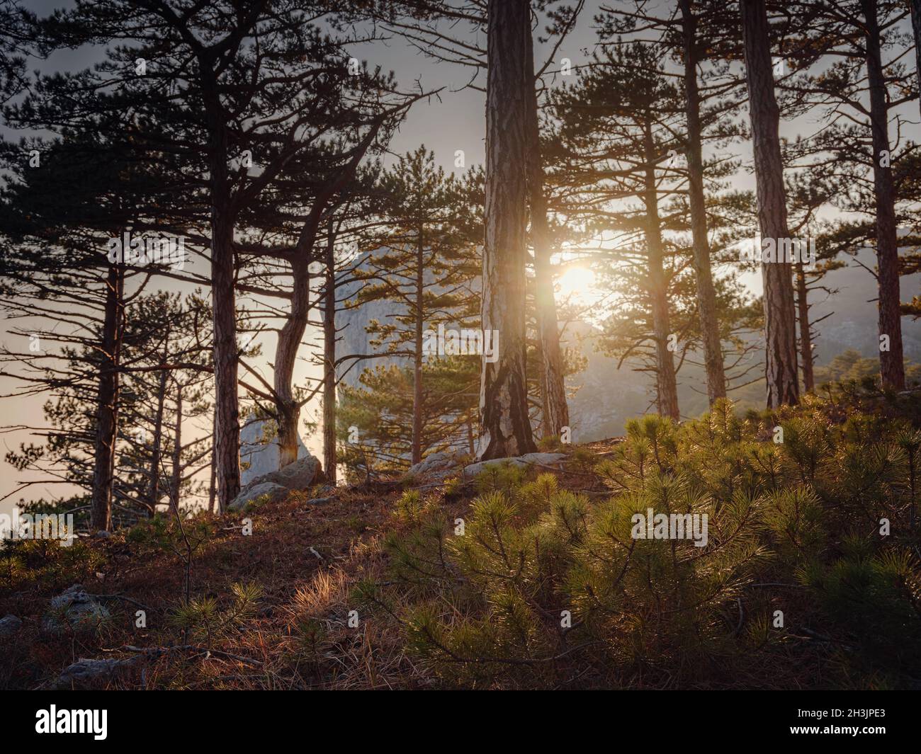 Virgin forrest hi-res stock photography and images - Alamy