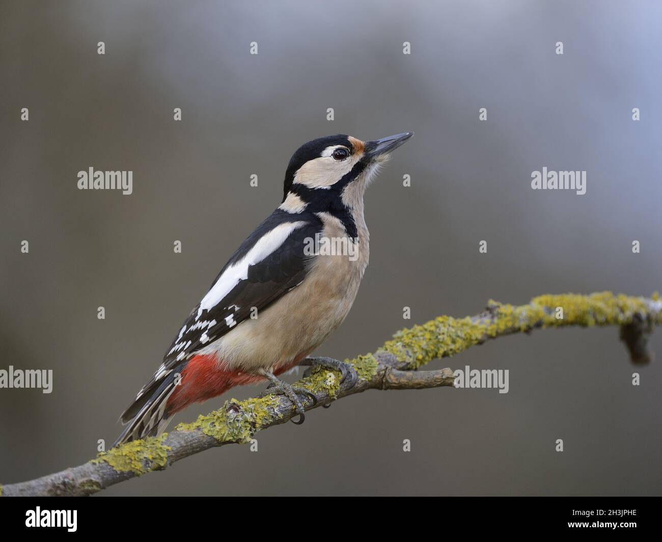 Great woodpecker, Dendrocopos major Stock Photo - Alamy